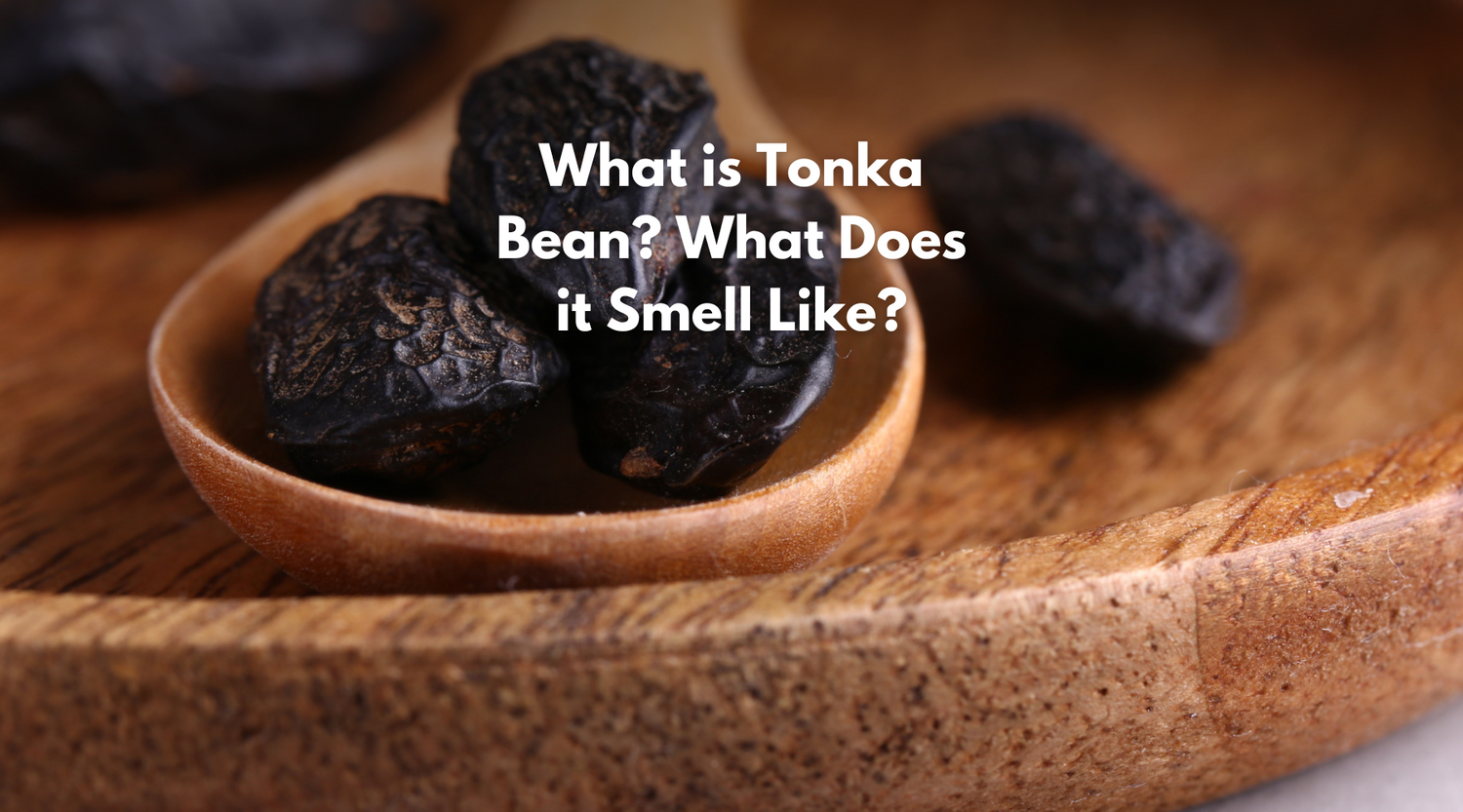 What is Tonka Bean? What Does it Smell Like? – Happy Scents